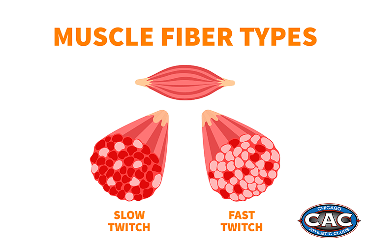 Fast-Twitch vs Slow-Twitch Muscles: Key Muscle Differences